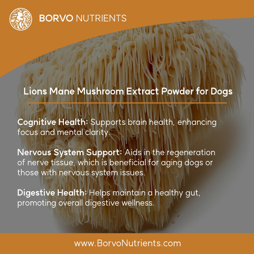 Lion's Mane Mushroom Powder Extract for Dogs | Borvo Nutrients