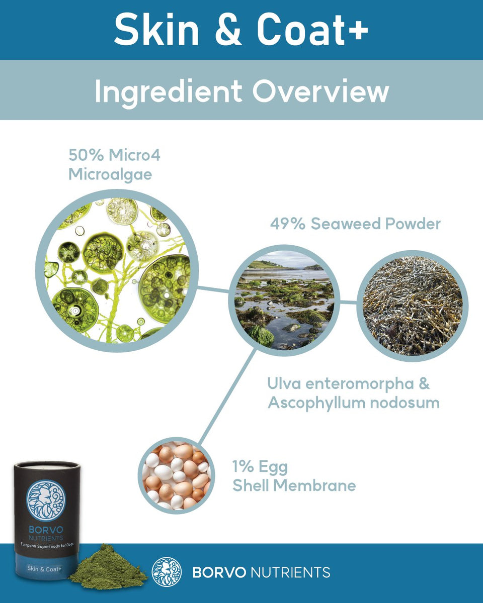 Skin & Coat + | Improve your dogs skin and coat condition